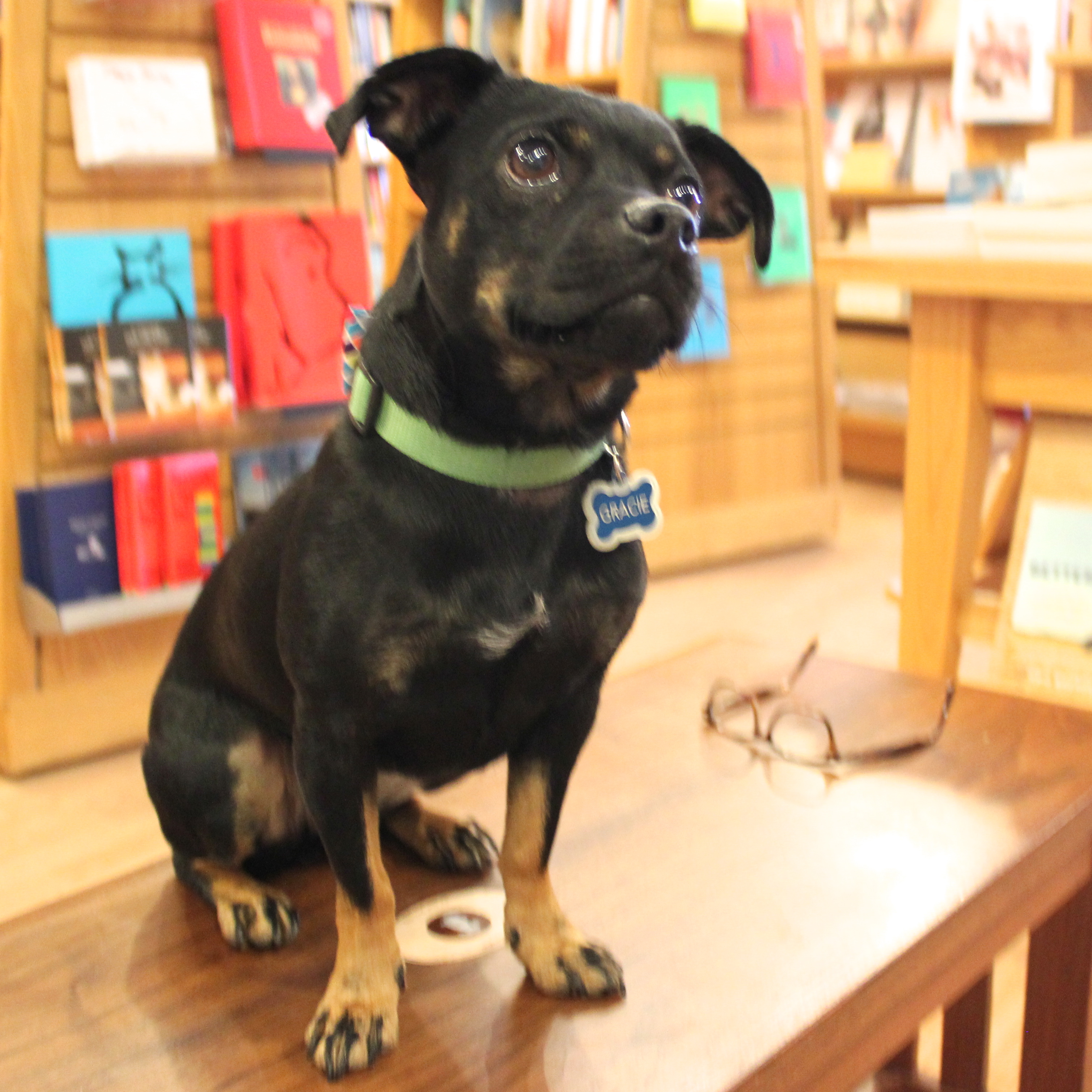 Anything Books Can Do, Shop Dogs Can Do Better – Musing