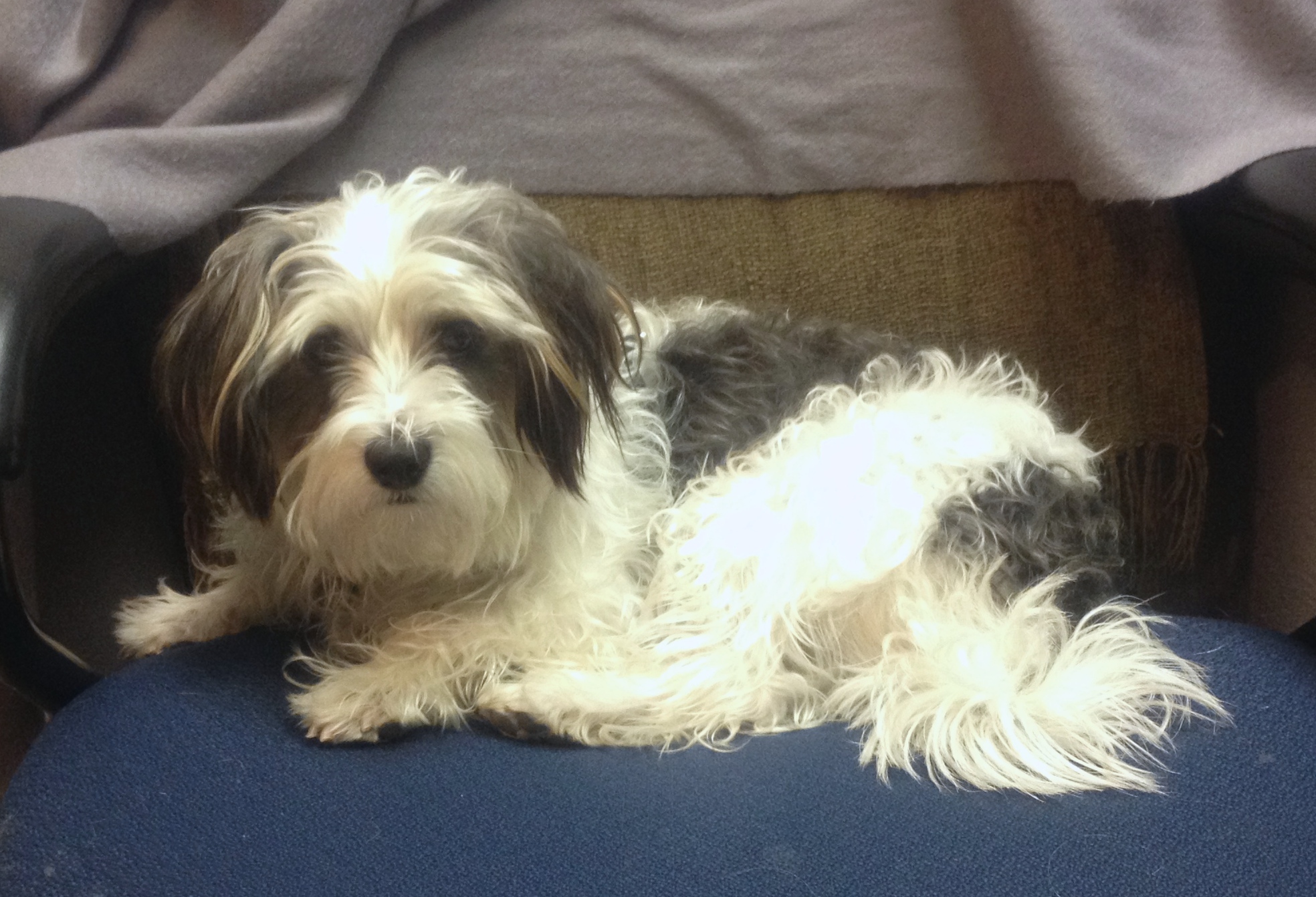 Debunking the Myth of the Dog and the Mailman – Musing