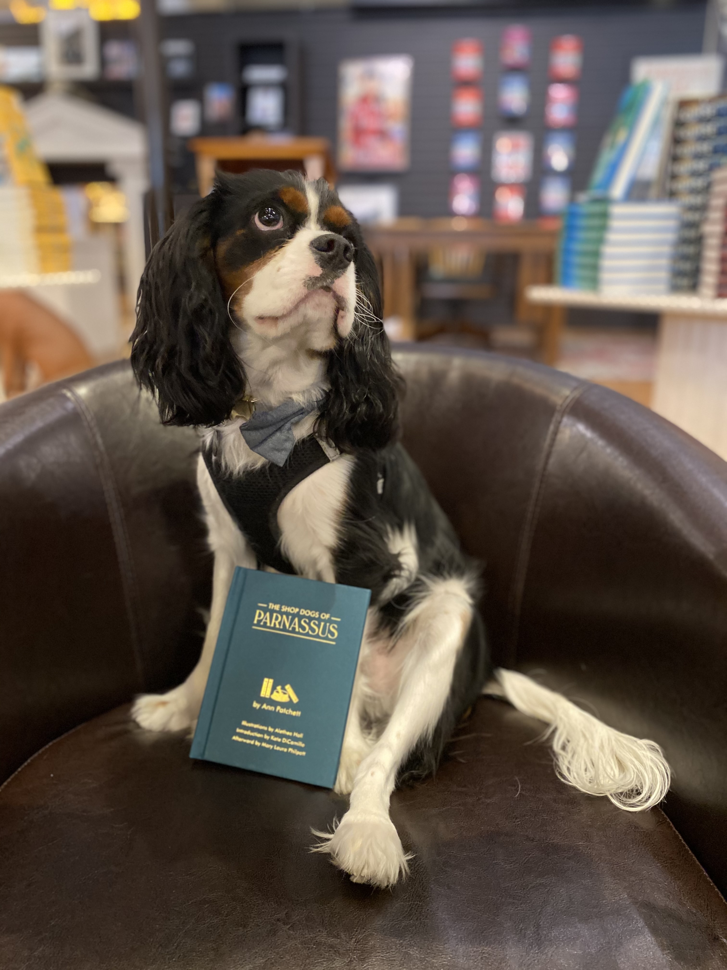 The Shop Dogs of Parnassus: A Book for the Ages – Musing